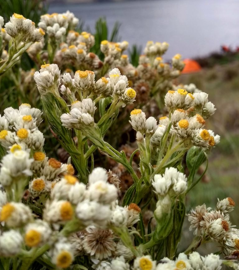 Inilah 7 Fakta Menarik Bunga Edelweis - BookingTogo