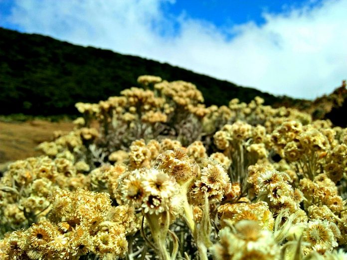 Inilah 7 Fakta Menarik Bunga Edelweis - BookingTogo