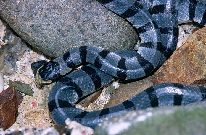 Tanah Lot Bali – Info lengkap: Daya Tarik, Lokasi, Tiket Masuk, & Jam ...