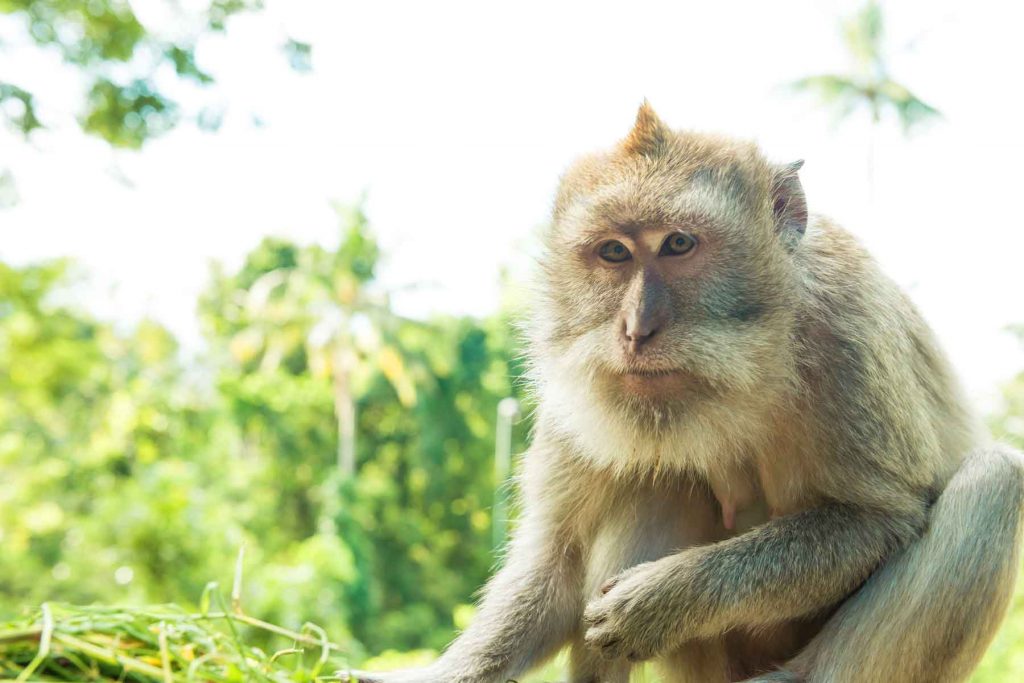 Wisata Favorit di Bali: 10 Tempat Wisata di Bali yang Wajib Dikunjungi ...