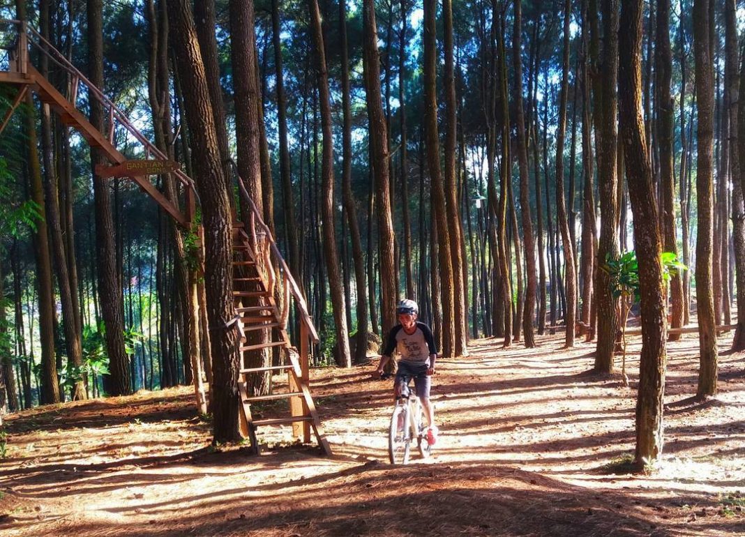 Hutan Pinus Pengger Jogja: Harga Tiket Masuk, Lokasi, & Aktivitas ...