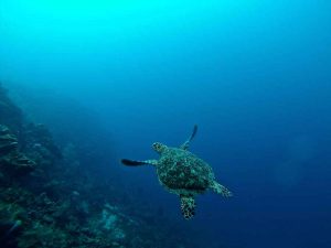 Taman Nasional Komodo: Lokasi, Tiket Masuk, Aktivitas, & Objek Wisata ...