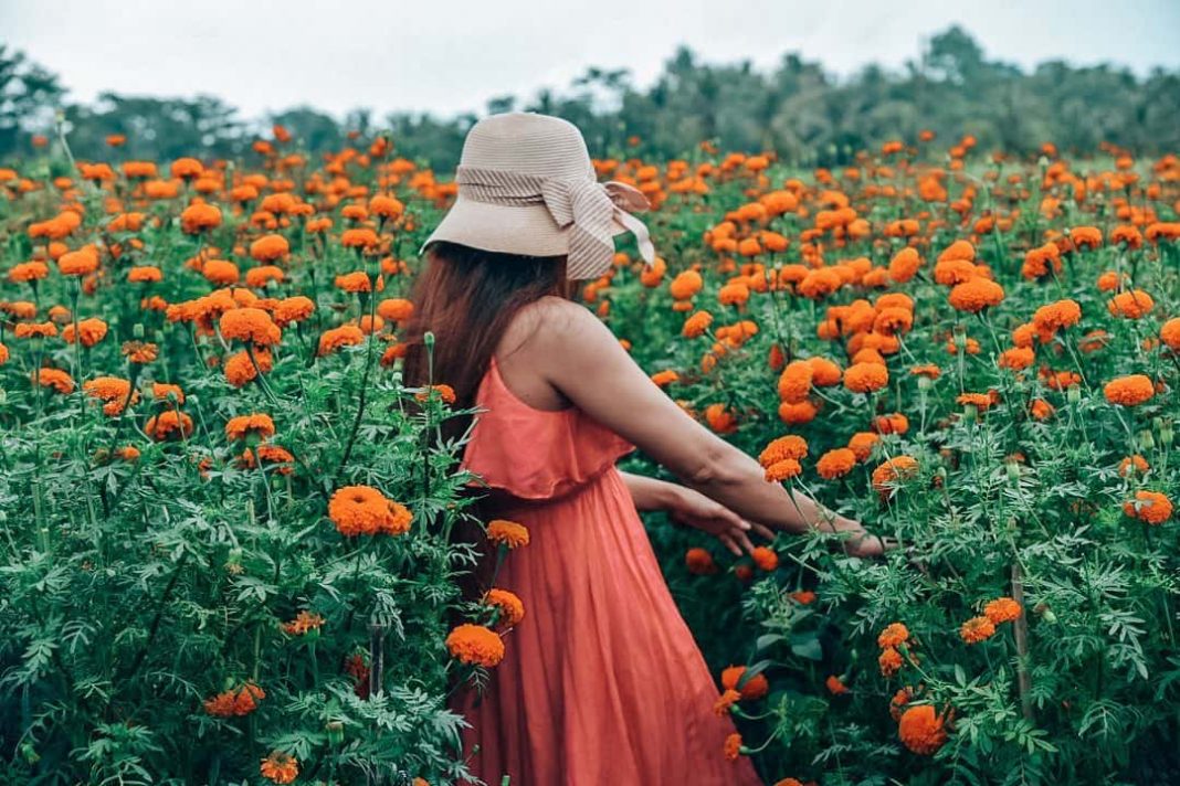 Gemitir Garden Bali, Taman Bunga Marigold yang Instagramable di Bali ...