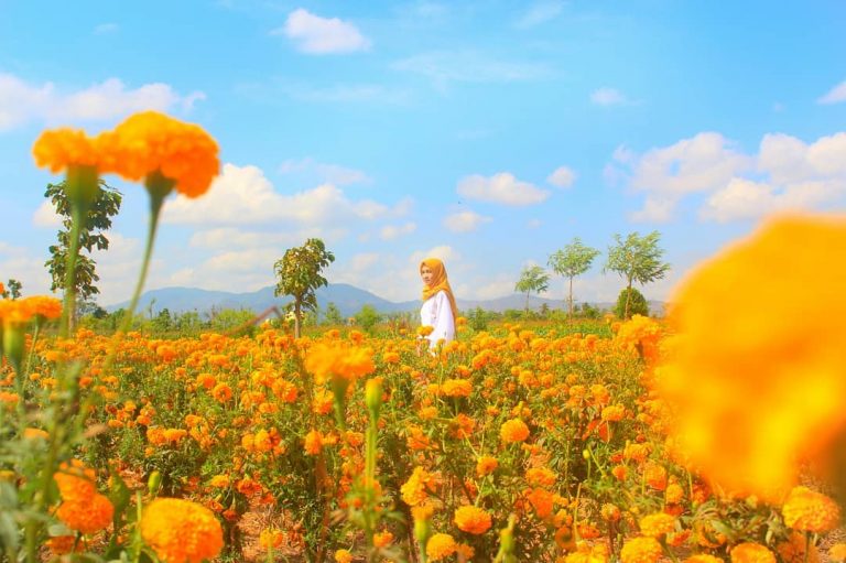 Gemitir Garden Bali, Taman Bunga Marigold yang Instagramable di Bali ...