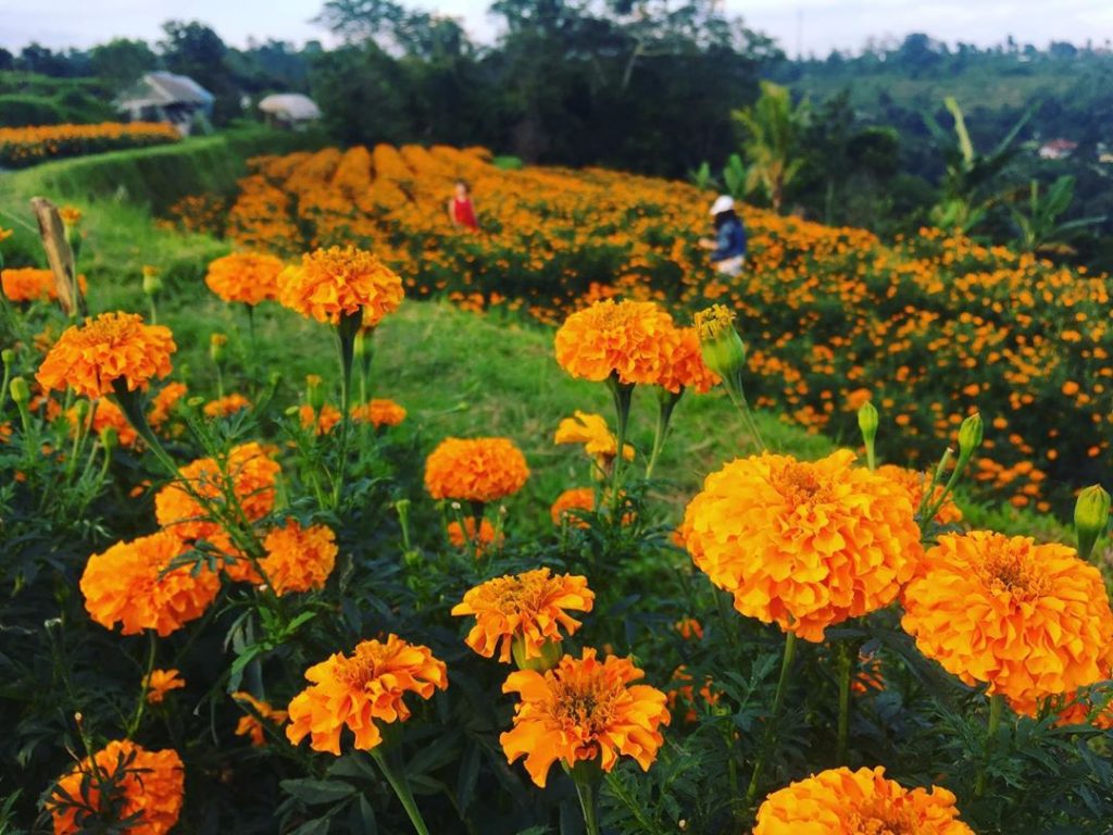 Gemitir Garden Bali, Taman Bunga Marigold yang Instagramable di Bali ...