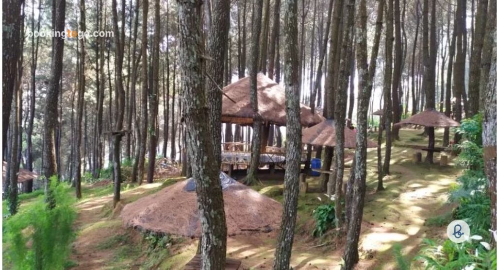 Bukit Senyum Bandung, Pesona Indahnya Hutan Pinus dan Pemandangan yang ...
