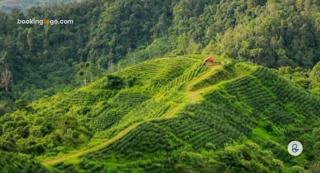 Kebun Teh Cikuya, Pesona Keindahan Kebun Teh di Lebak Banten - BookingTogo