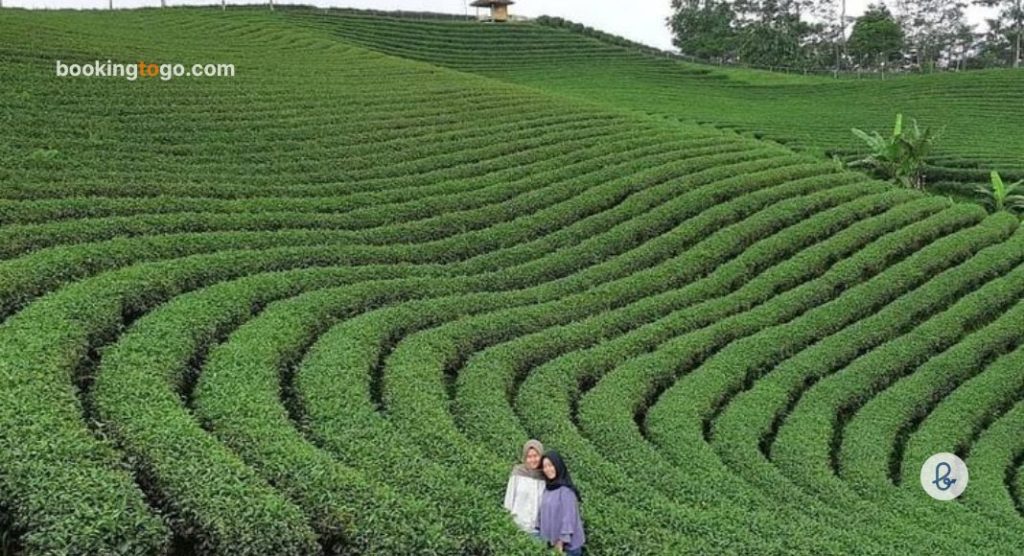 Kebun Teh Cikuya, Pesona Keindahan Kebun Teh di Lebak Banten - BookingTogo