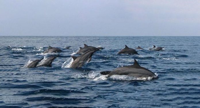 Pulau Labengki, Miniatur Raja Ampat yang Kaya Pesona