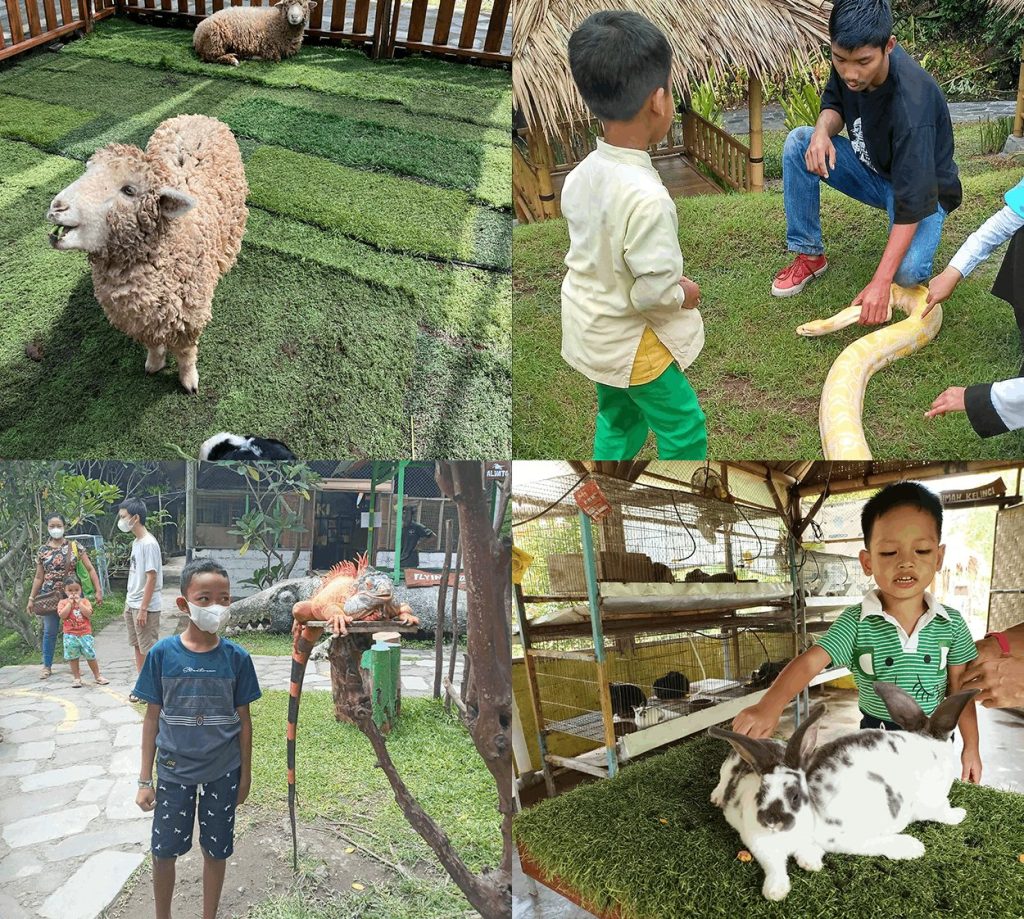 9 Aktivitas Terbaru Mini Zoo Jogja Exotarium : Daya Tarik, Harga Tiket ...