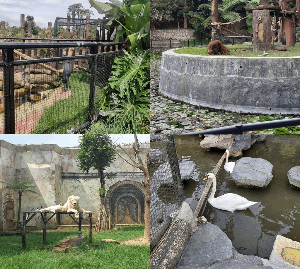 Lembang Park Zoo : Harga Tiket, Lokasi dan Aktivitas Terbaru