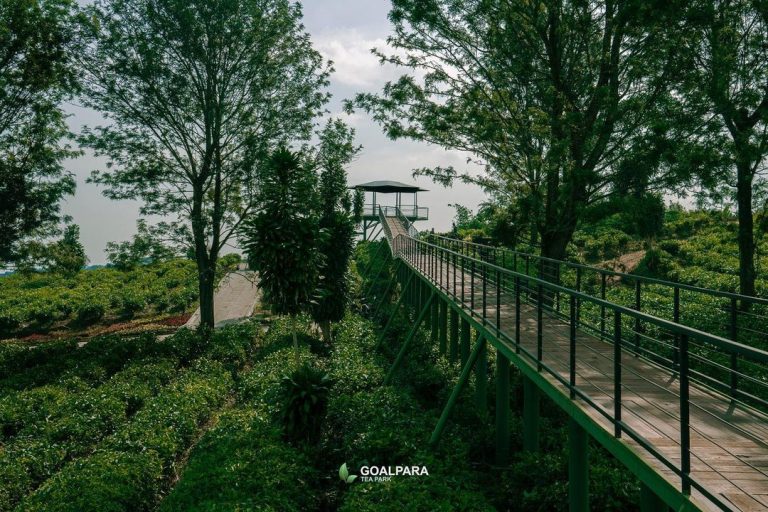 Harga Tiket, Lokasi dan Aktivitas Wisata Goalpara Tea Park Sukabumi