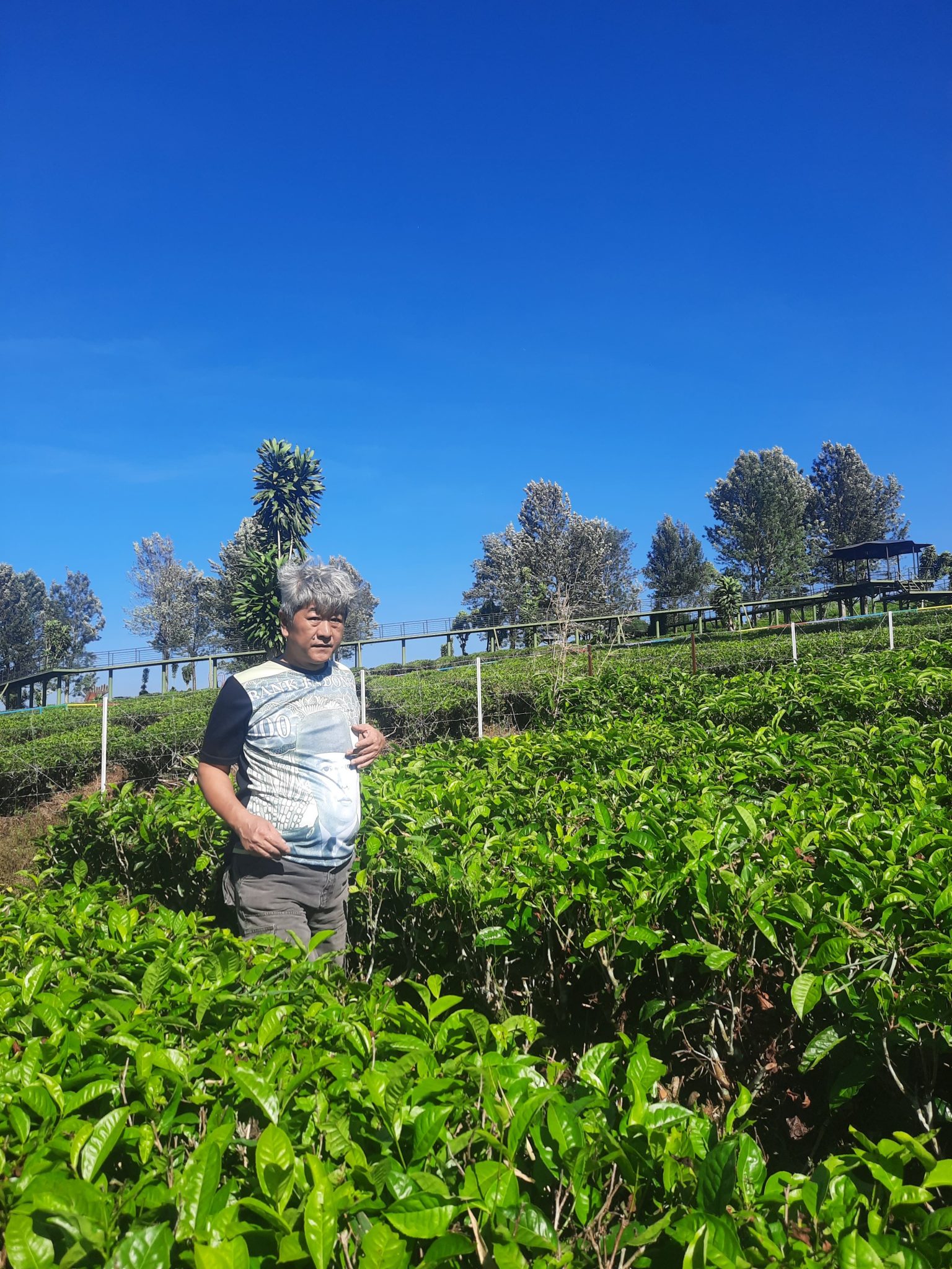 Harga Tiket, Lokasi dan Aktivitas Wisata Goalpara Tea Park Sukabumi